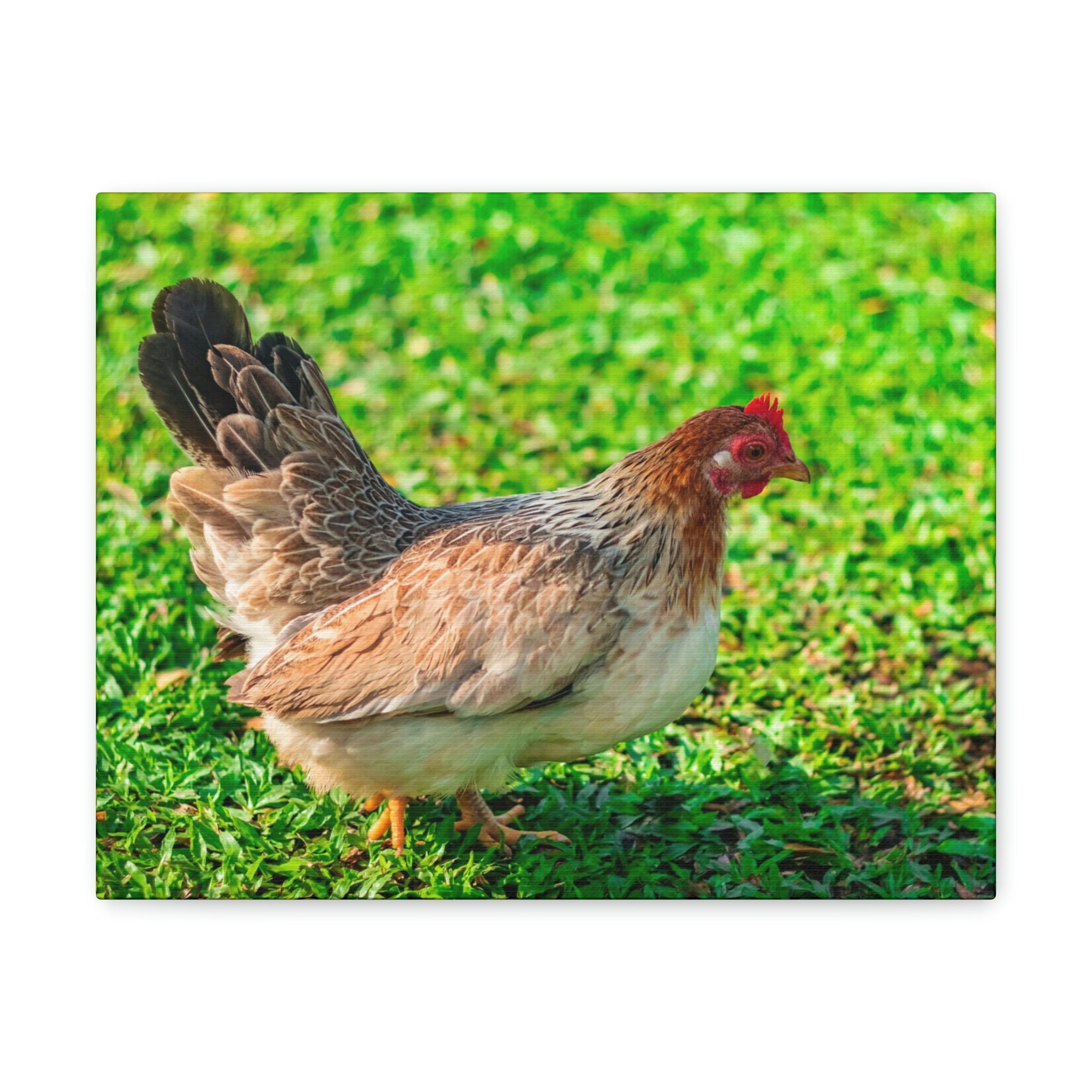 Chicken Hunting Chicken on Hunt Print Animal Wall Art Wildlife Canvas ...