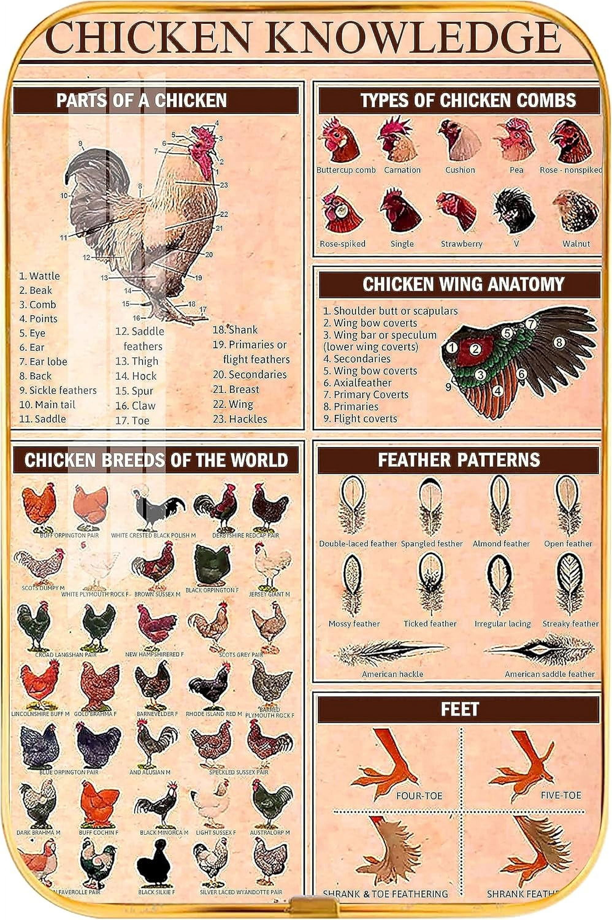 Chicken Knowledge Crystal Porcelain Painting Poster Art Decorative Wall ...