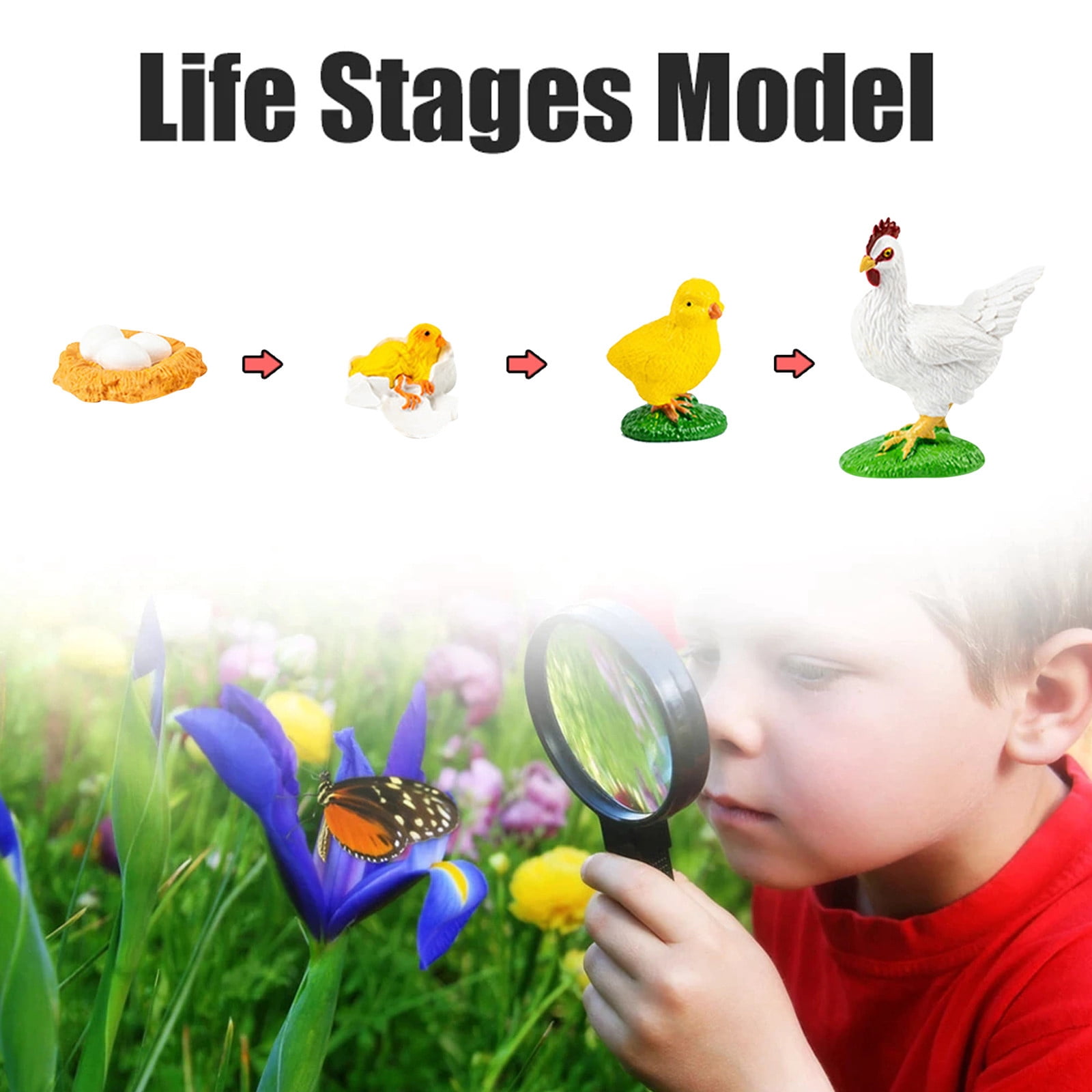Chicken Life Cycle Of A Growth Stage Model Educational Growth Cycle Toy ...