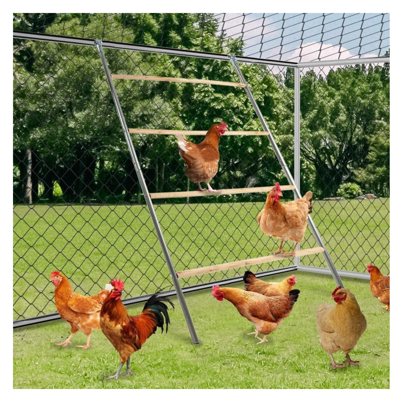 Chicken Perch Stand for Chicken Coop, Chicken Roosting Ladder Sturdy ...