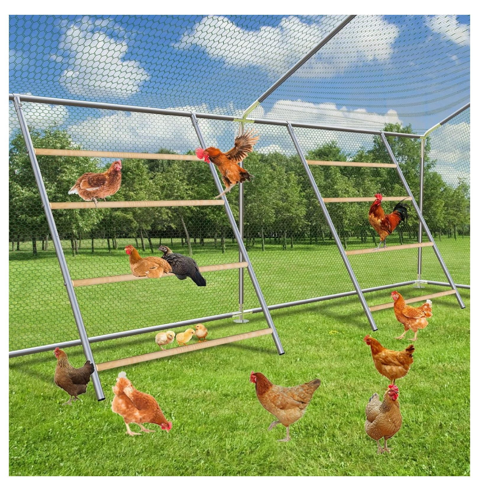 Chicken Perch - Strong Roosting Bars for Backyard Poultry, Easy Installation & Cleaning, Large ...