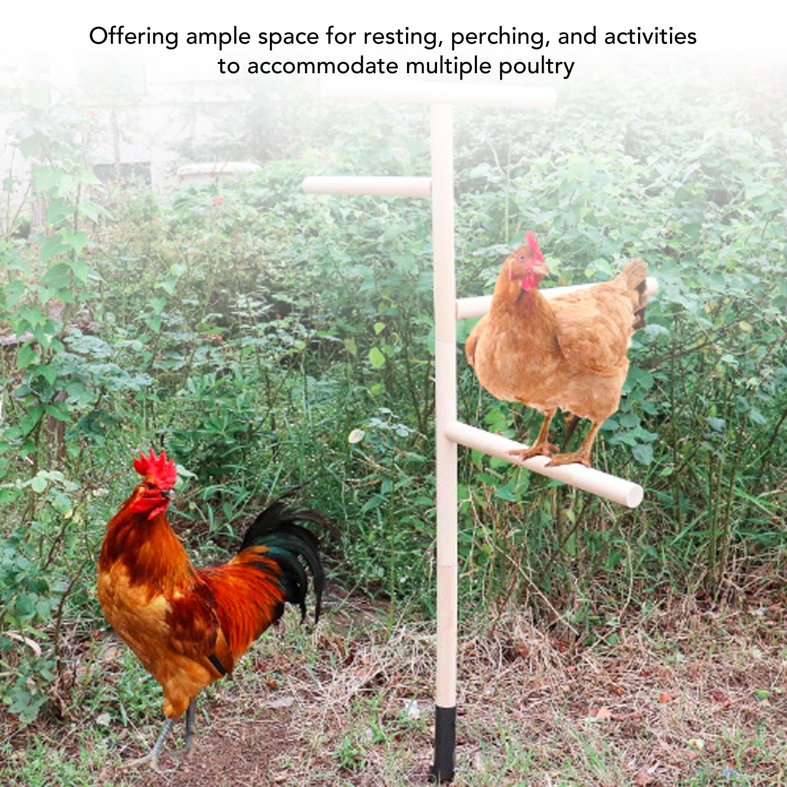 Chicken Perch Toy For Coop, Activity Wellbeing, Easy Assembly Stand ...