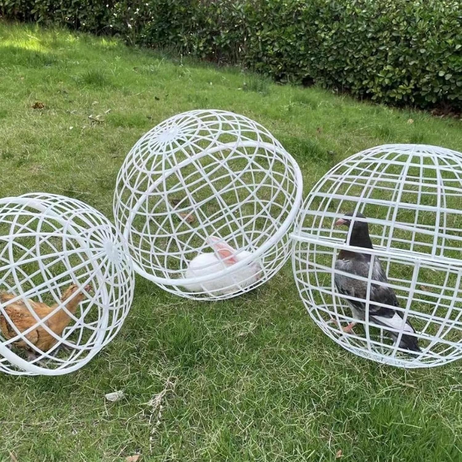 Chicken Rolling Ball Cage for Yard | Outdoor Rollable Round Chicken ...