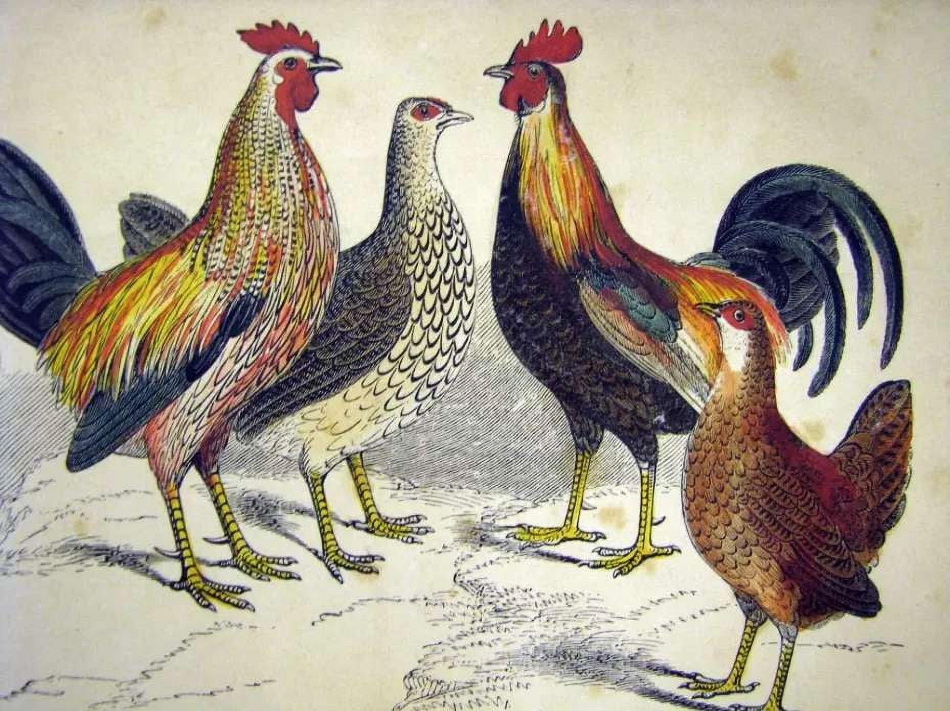 Chicken Rooster Fowl Hen Decorative Poster.Office Room Interior art ...