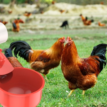 Automatic Chicken Waterer Portable 5L Drinking Fountain for Quail ...