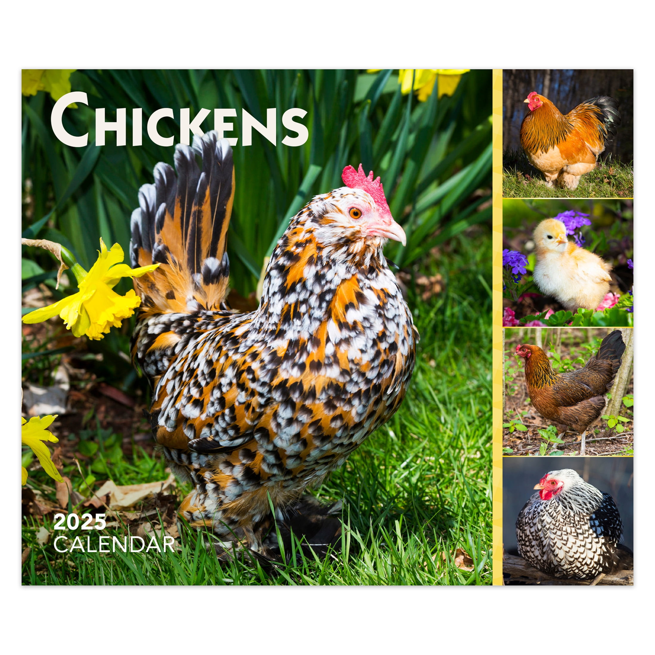 Chickens | 2025 6x5" Desktop Box Calendar | BrownTrout - Walmart.com