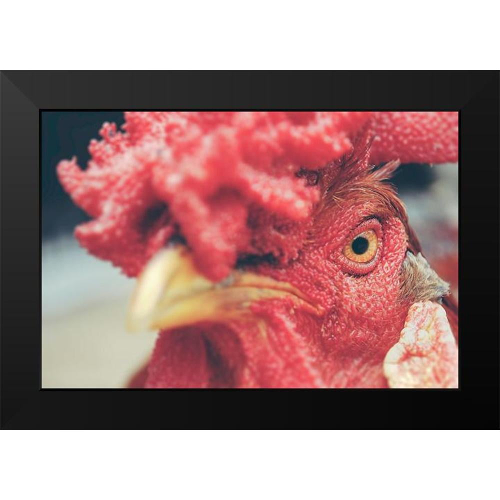 Chickens 24x17 Black Modern Framed Museum Art Print Titled - Mad Red ...