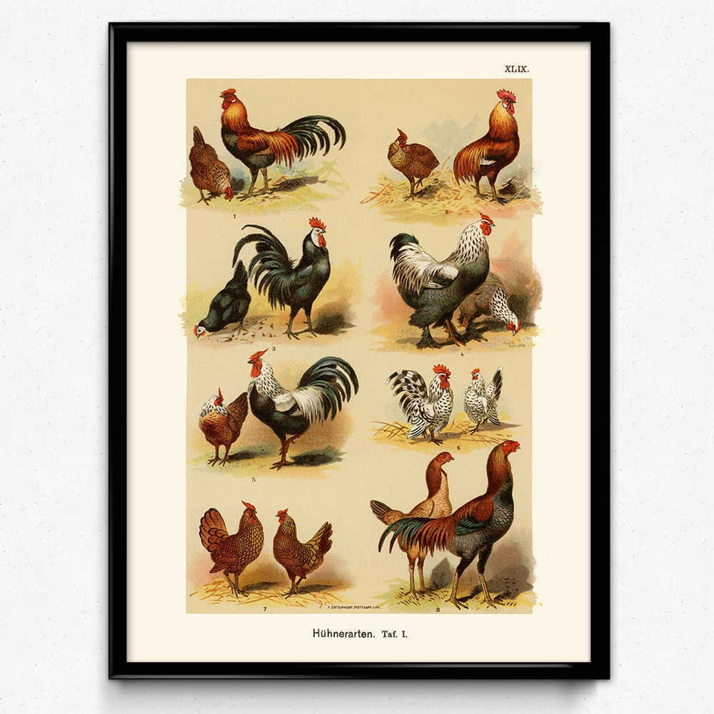 Chickens, Hens, and Roosters Breeds Vintage Print- Rooster Poster ...
