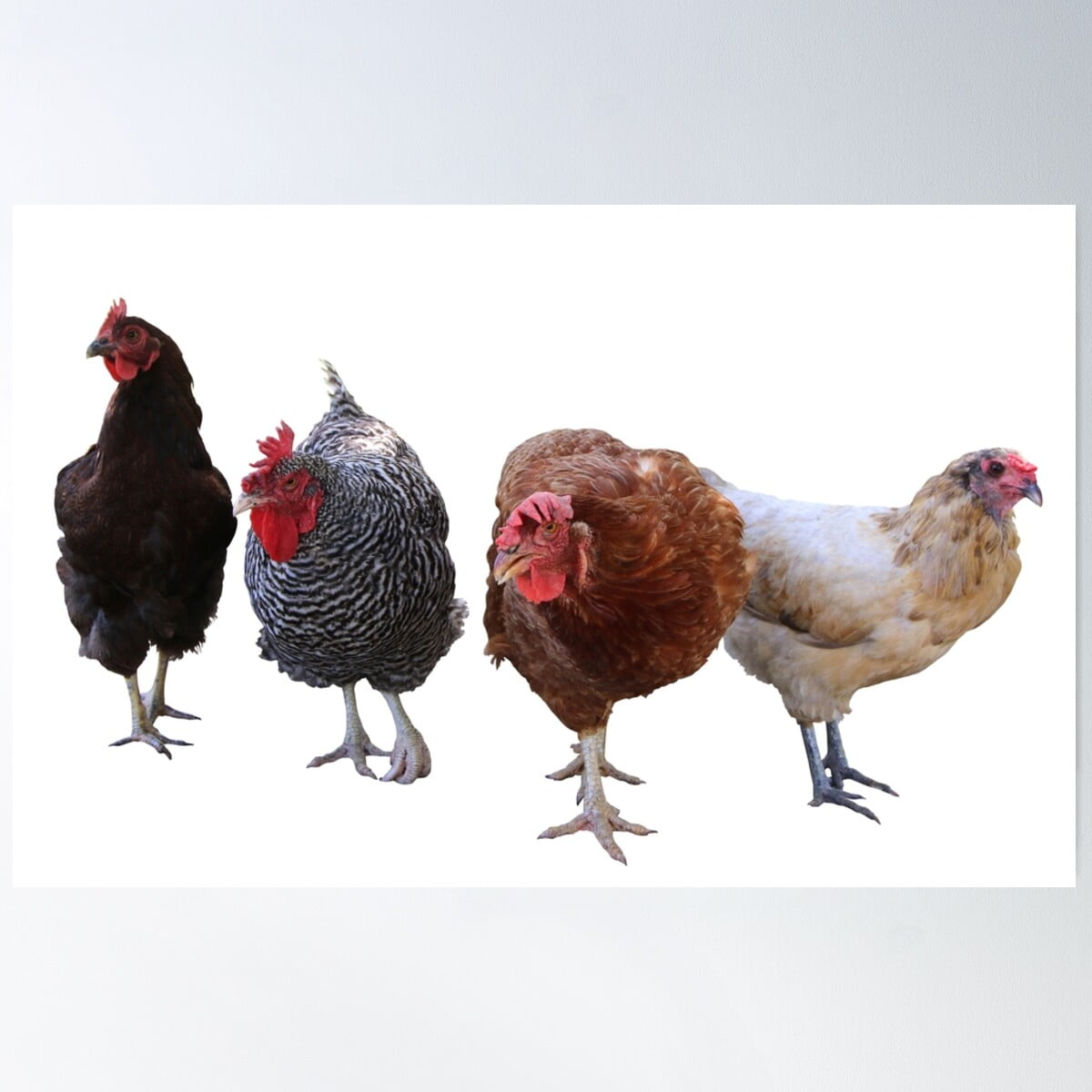 Chickens Poster Wall Art Modern Wall Decor For Living Room Bedroom Art ...