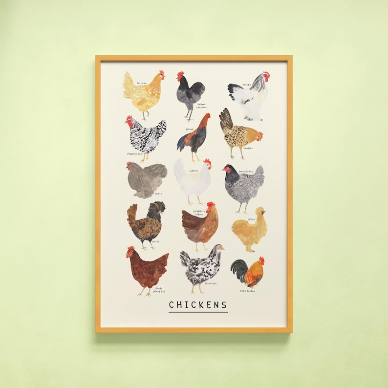 Chickens Type Print | Chicken Identification Breeds Hen Cockerel Chicks ...