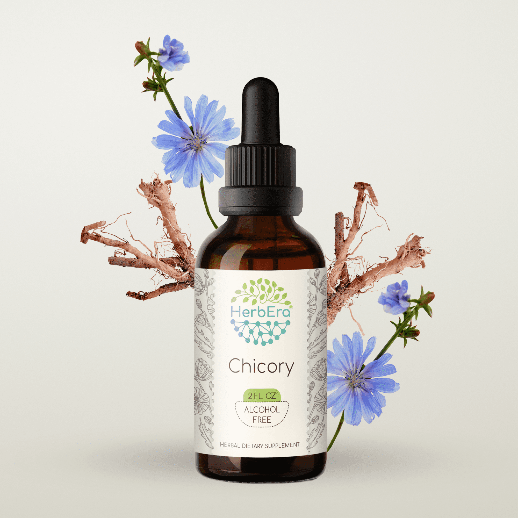 HerbEra Chicory Tincture, Herbal Dietary Supplement for Digestive ...