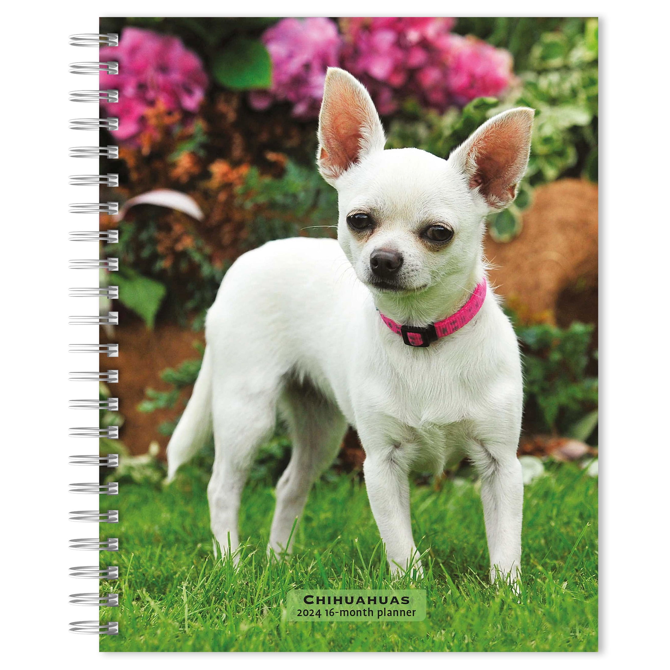 Chihuahuas | 2024 6x7.75" Wire-O Engagement Planner Calendar ...