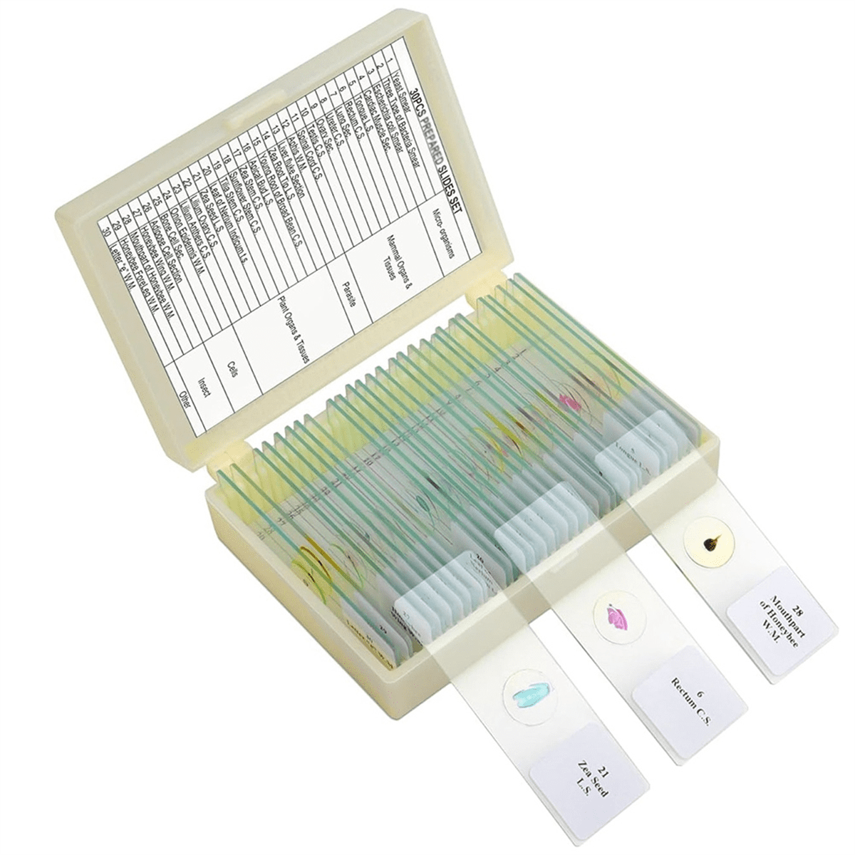 Children'S Microscope Slides, Glass Prep Slides for Accessories ...