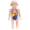 Children'S Toy Human Body Model Organ Anatomical Assembly Educational ...