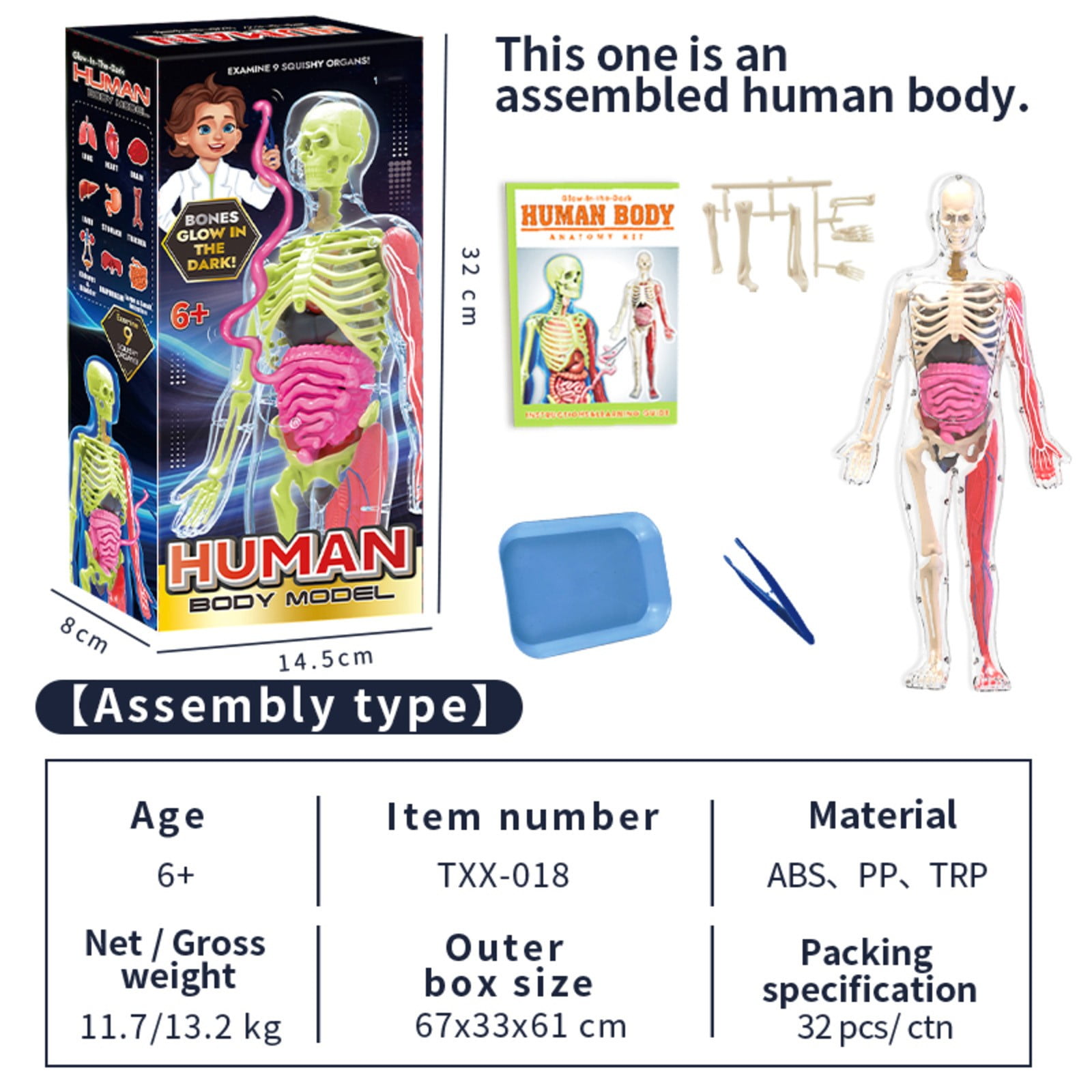 Children's Human Organs Model, Translucent Body, 3D Anatomical kit -8 ...