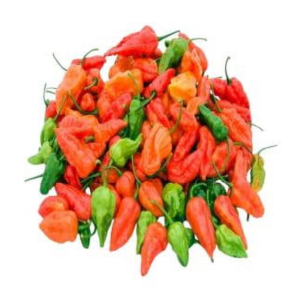 Chili - Naga Jolokia Seeds for Planting || Naga Morich - 20 Seeds ...
