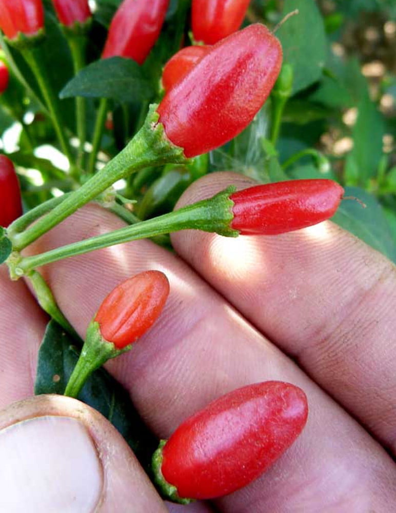 Potted Live Chiltepin Tepin Pepper Plant - World's Hottest Bird's Eye ...