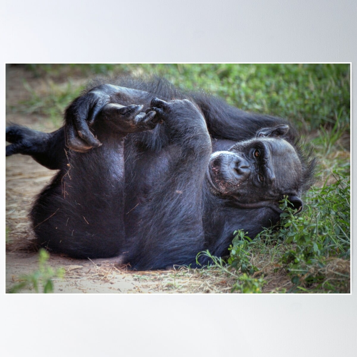 Chimp Poster Wall Art, Modern Wall Decor For Living Room Bedroom, 24x36 ...