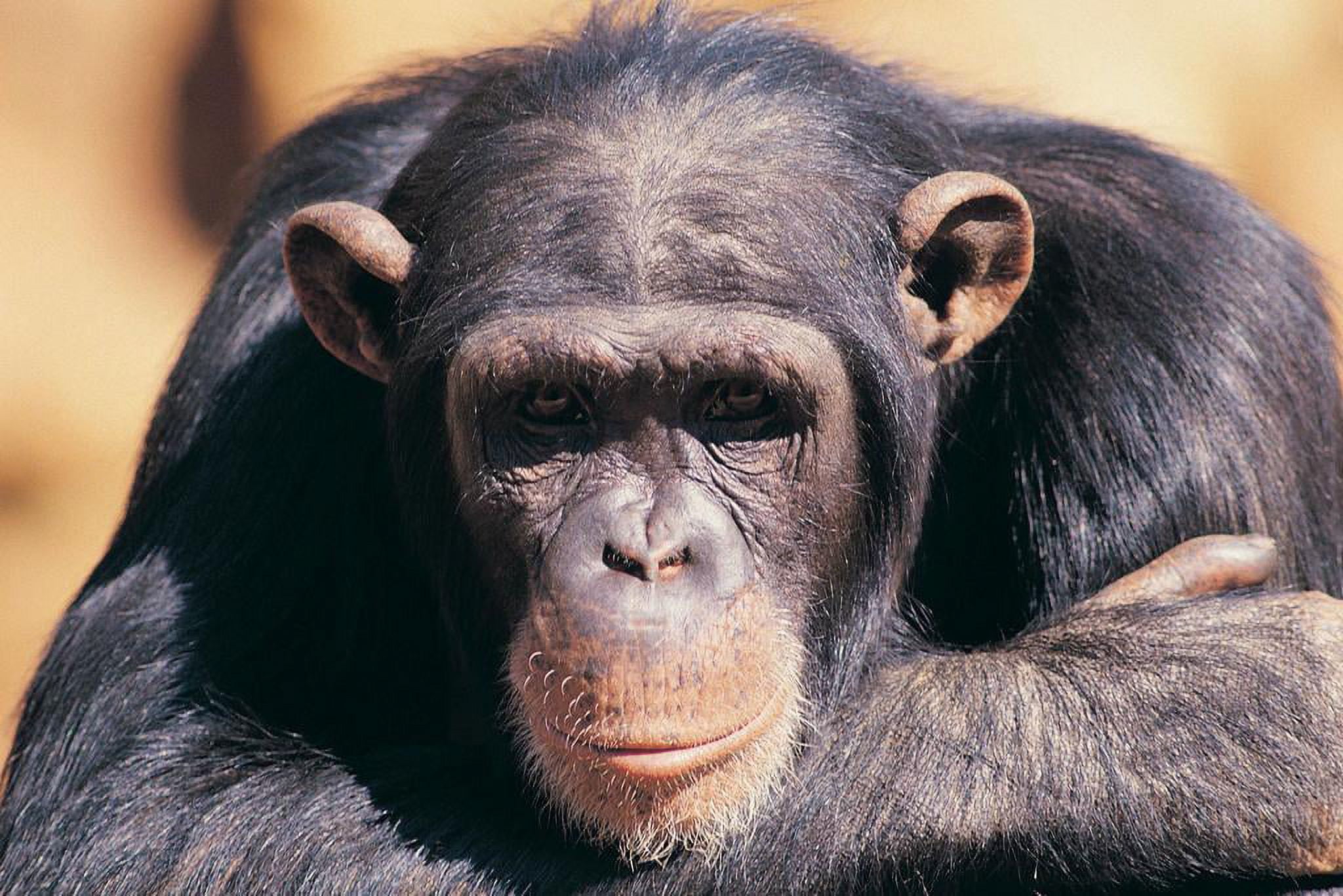 Chimpanzee in Deep Thought Photo Photograph Chimp Pictures of Apes ...