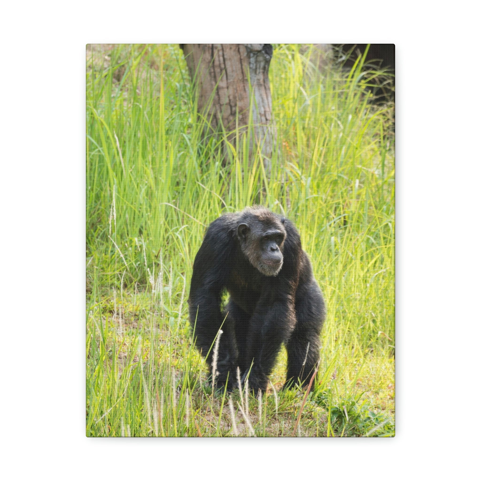 Chimpanzee Hunting Chimpanzee on Hunt Print Animal Wall Art Wildlife ...