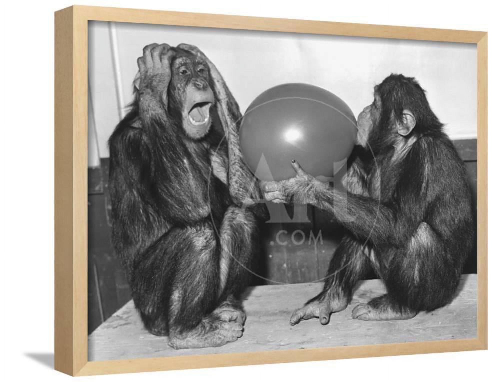 Chimpanzee Inflates a Balloon, Framed Art Print Wall Art Sold by ArtCom ...