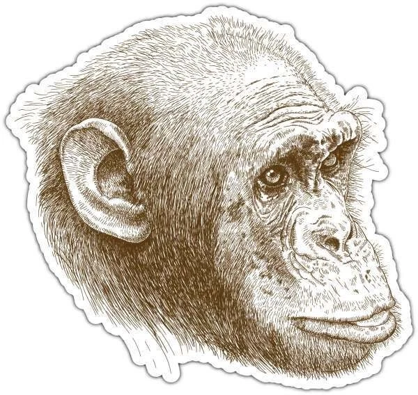Chimpanzee Monkey Head Wild Animal Zoo Car Window Stickerphone Decal ...