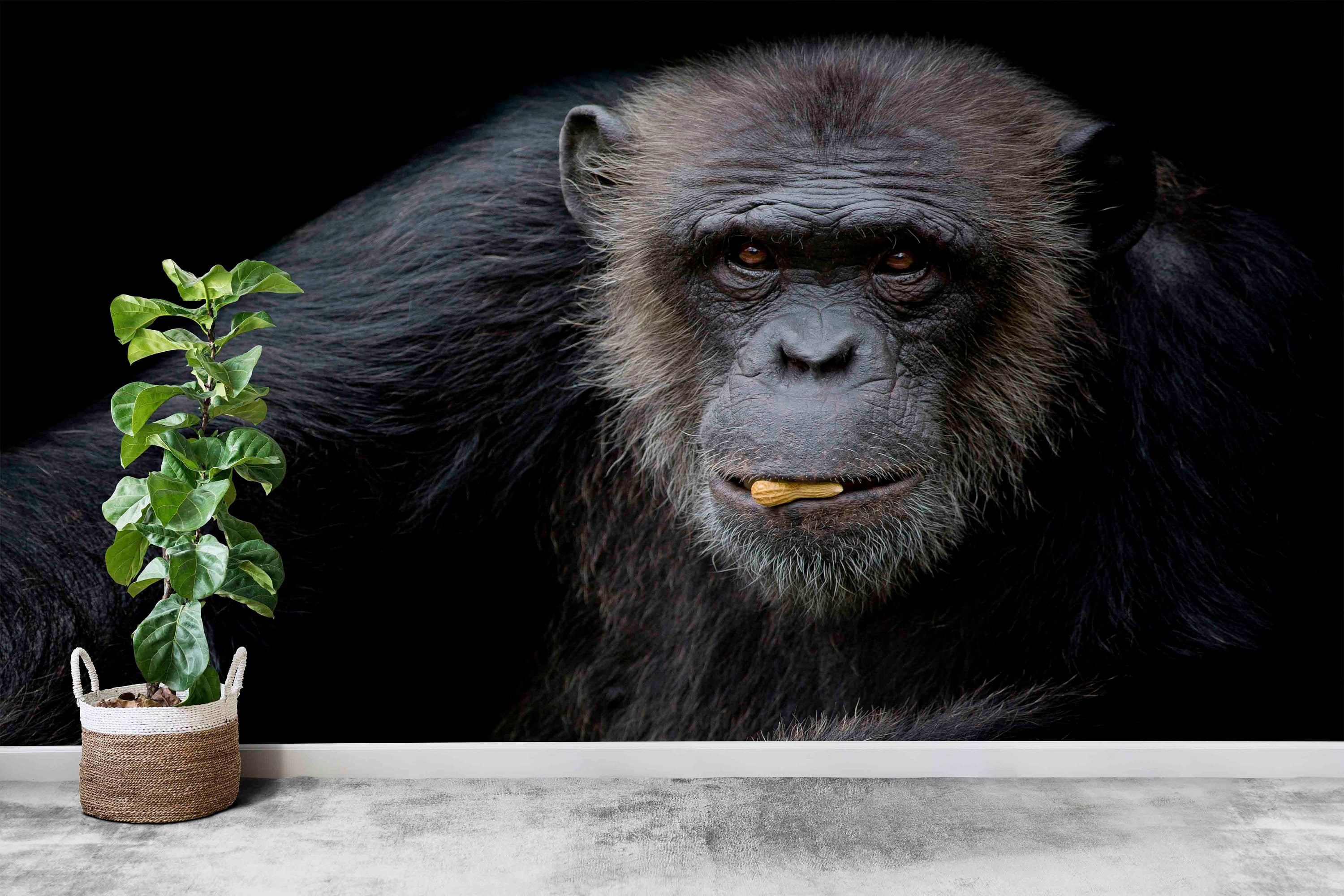 Chimpanzee Portrait, Custom Wallpaper, Modern Wallpaper, Paper Wall Art ...