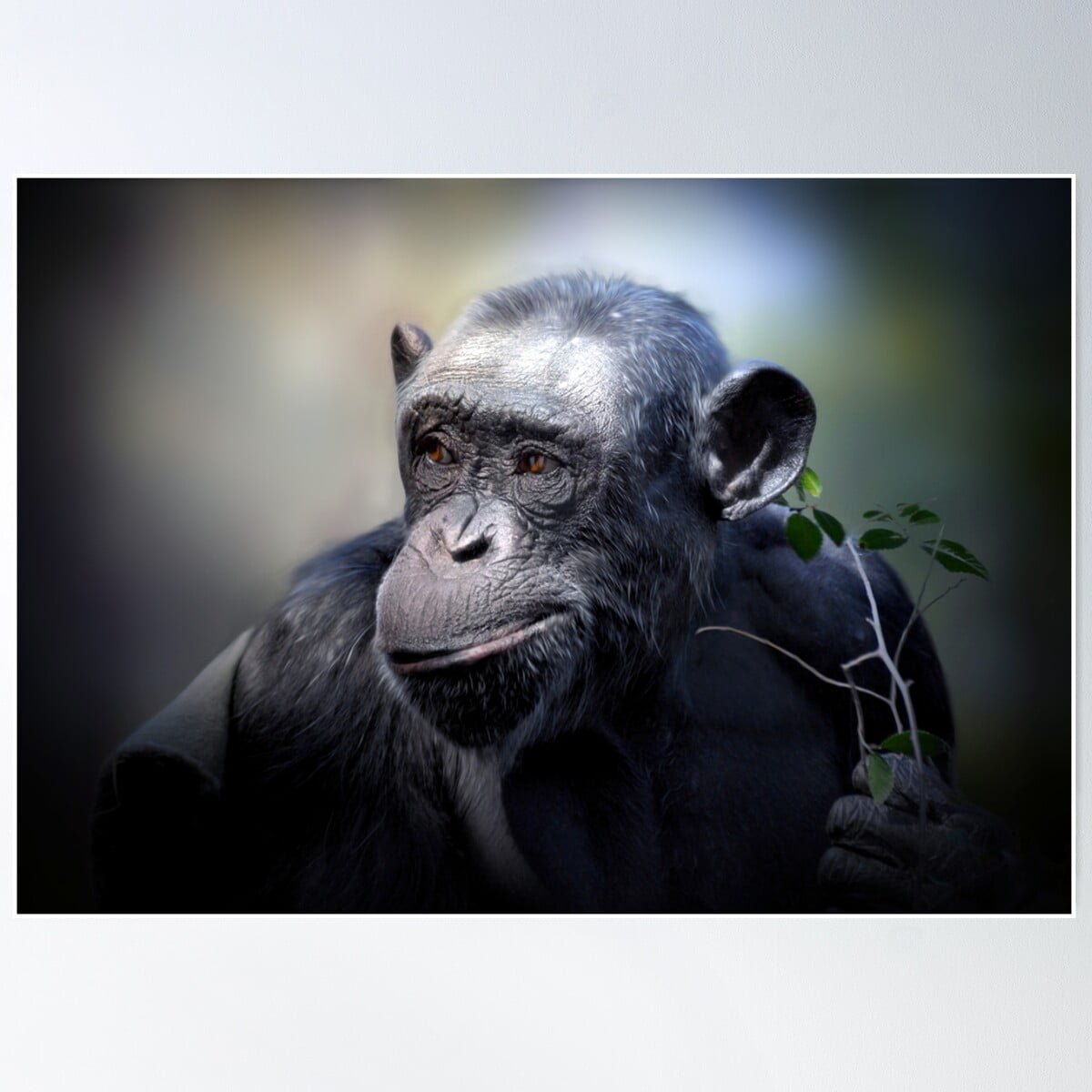 Chimpanzee Poster Wall Art, Modern Wall Decor For Living Room Bedroom ...