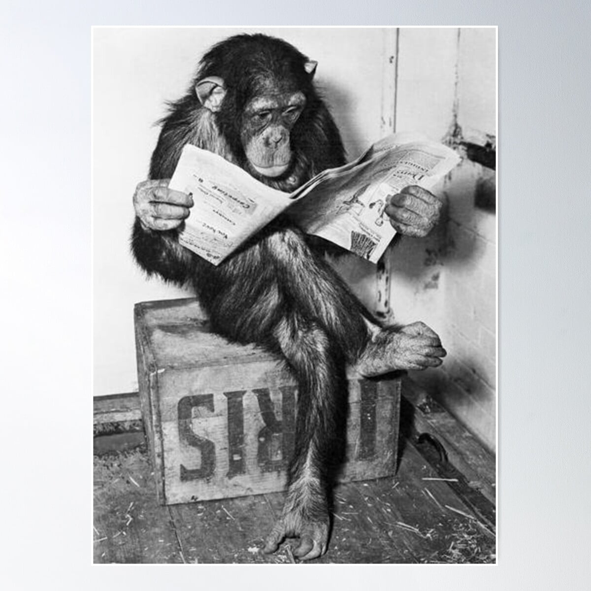 Chimpanzee Reading Poster Wall Art Modern Wall Decor For Living Room ...