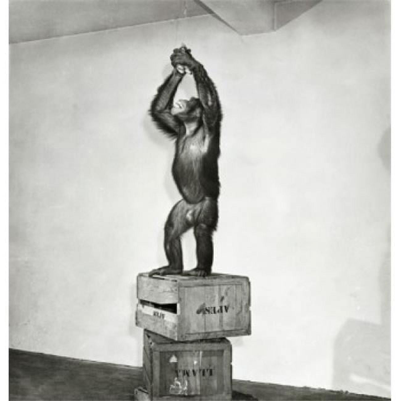 Chimpanzee Standing on a Stack of Crates & Reaching for a Bunch of ...
