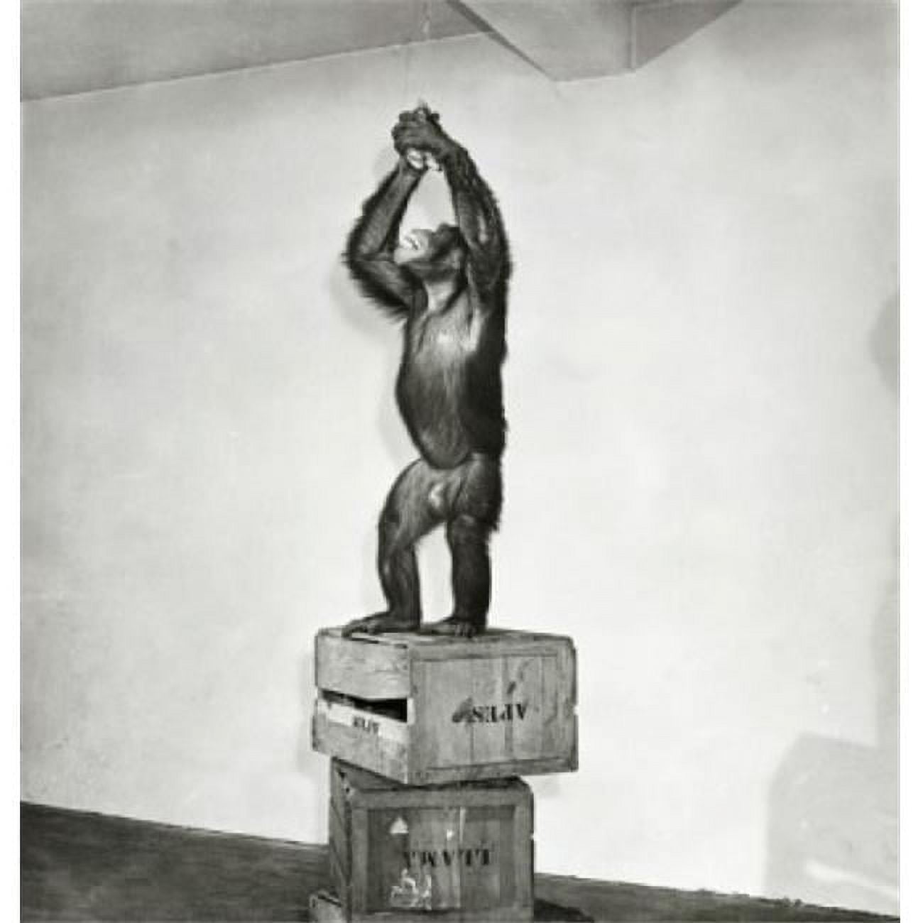 Chimpanzee Standing on a Stack of Crates & Reaching for a Bunch of ...