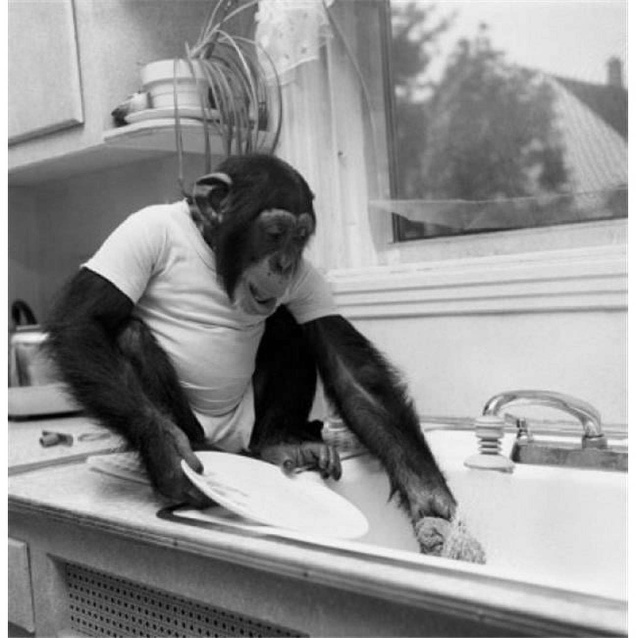 Chimpanzee Washing a Plate in a Kitchen Sink Poster Print - 18 x 24 in ...