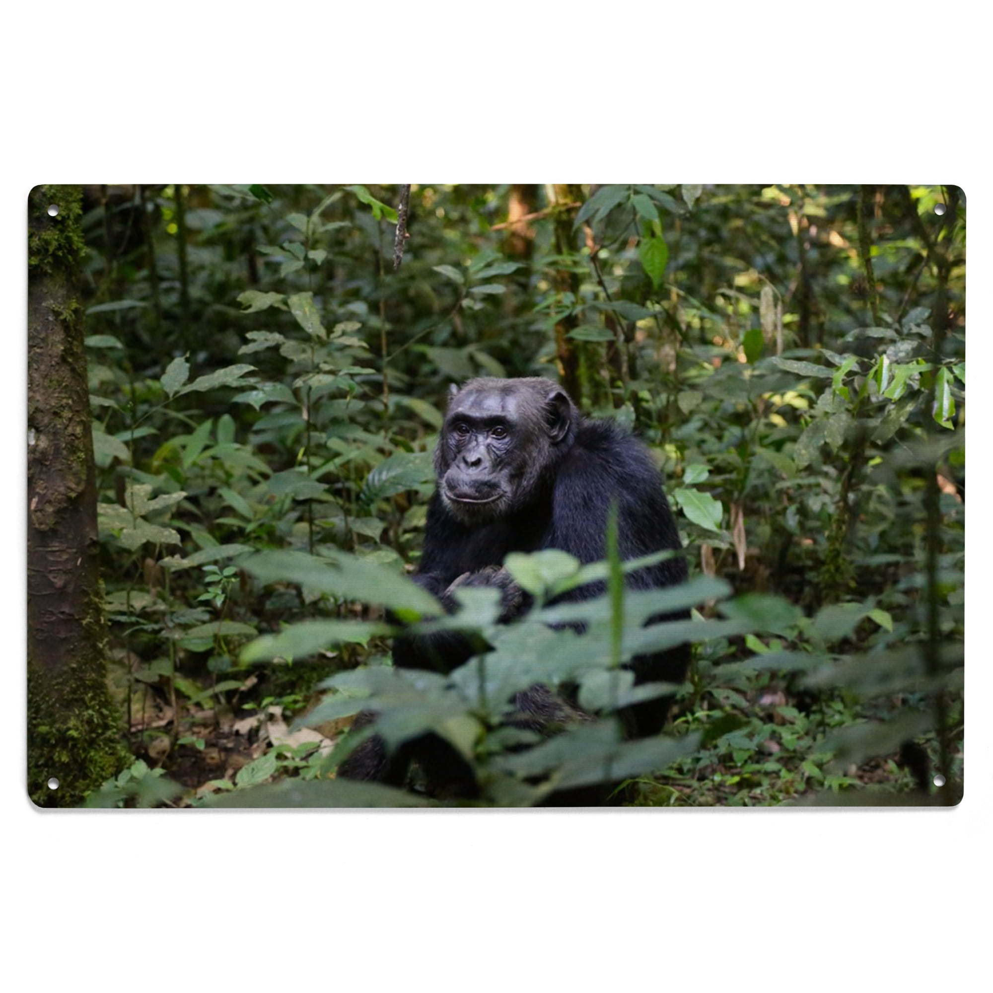 Chimpanzee in the Jungle Birch Wood Wall Sign (6x9 Rustic Home Decor ...