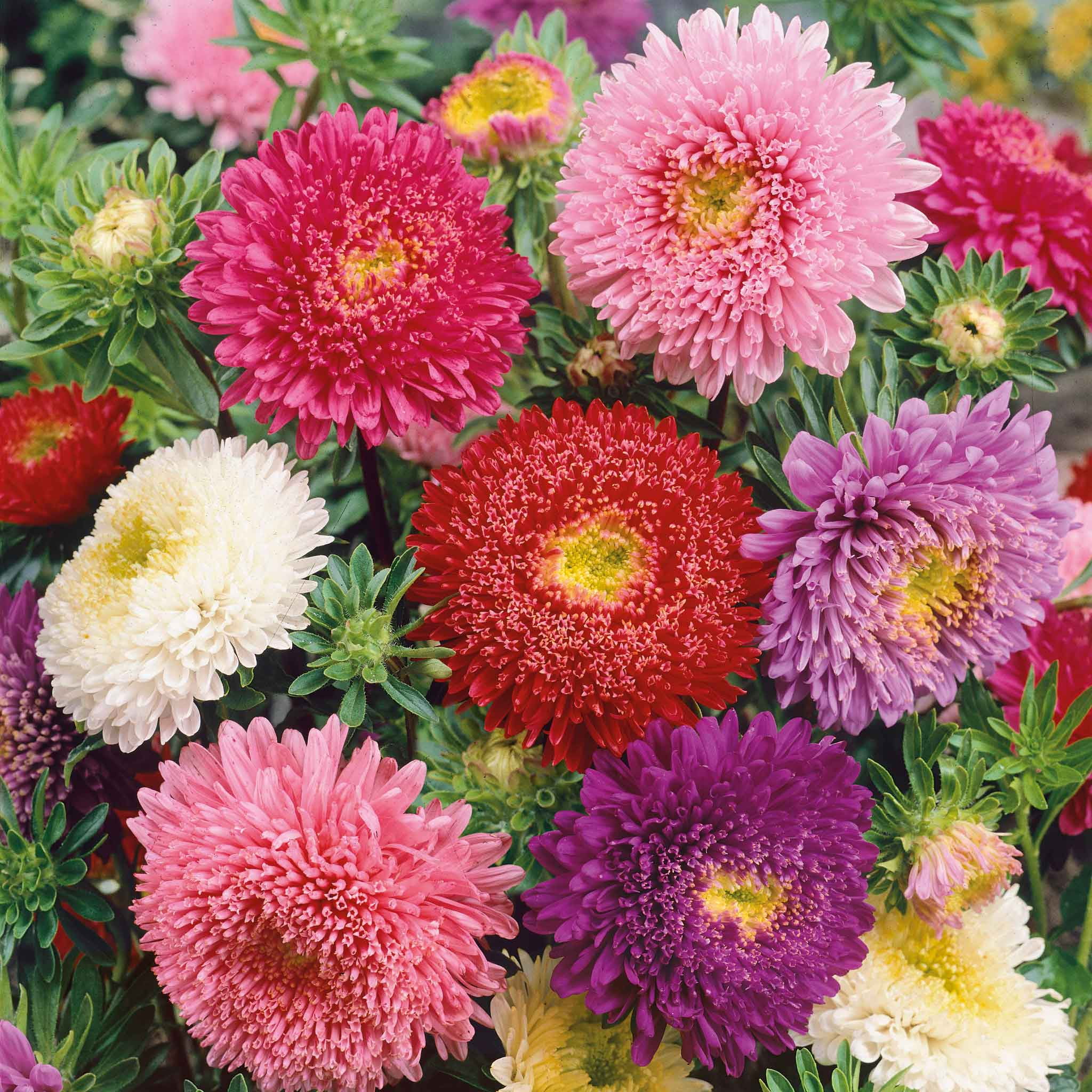 Eden Brothers China Aster Seeds - Powderpuff Mix - Walmart.com