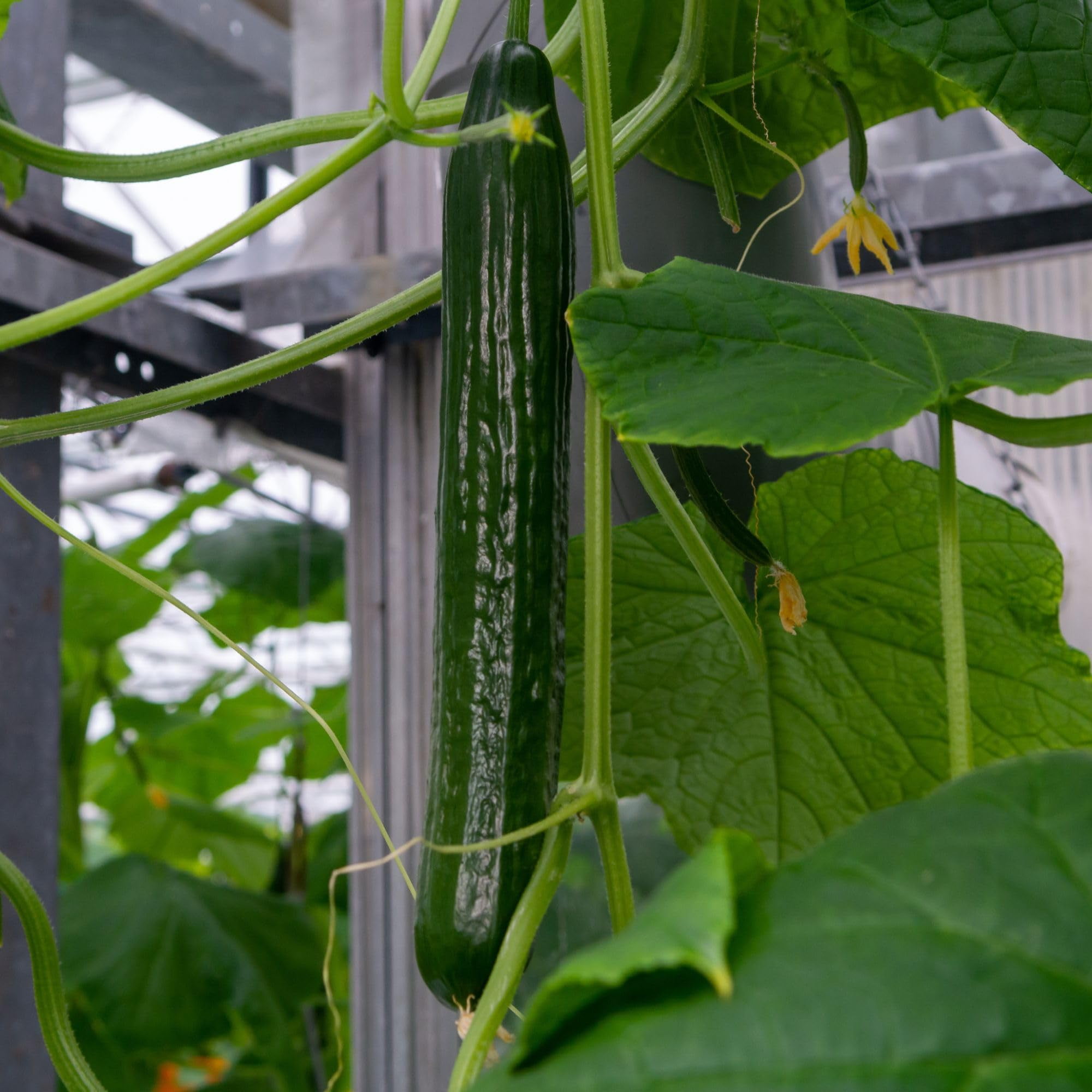China Long Cucumber TWE5 - Hybrid, F1 Hybrid, Non-GMO - 500 Mg Packet ...