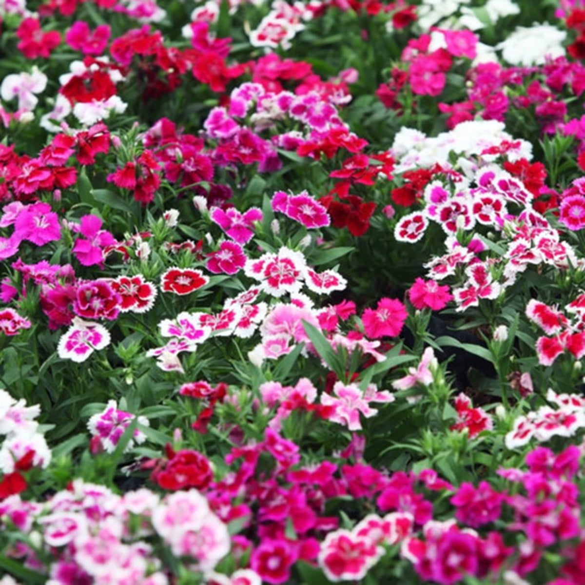 China Pinks Dianthus chinensis Mix - Perennial Plant- Multiple Colors ...