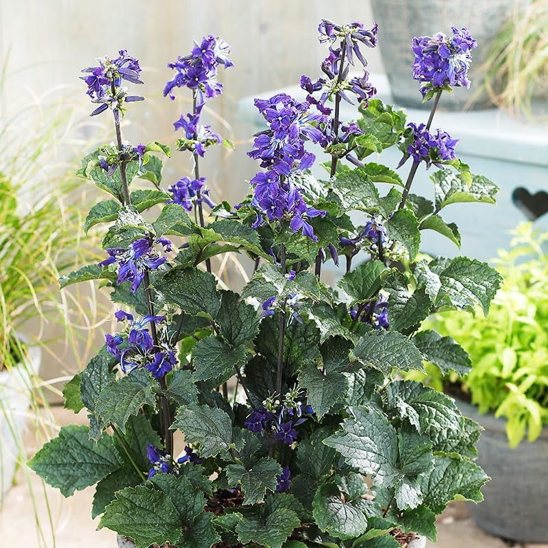 China Purple Clematis Flower Roots - Good as Cut Flowers - Pleasantly ...