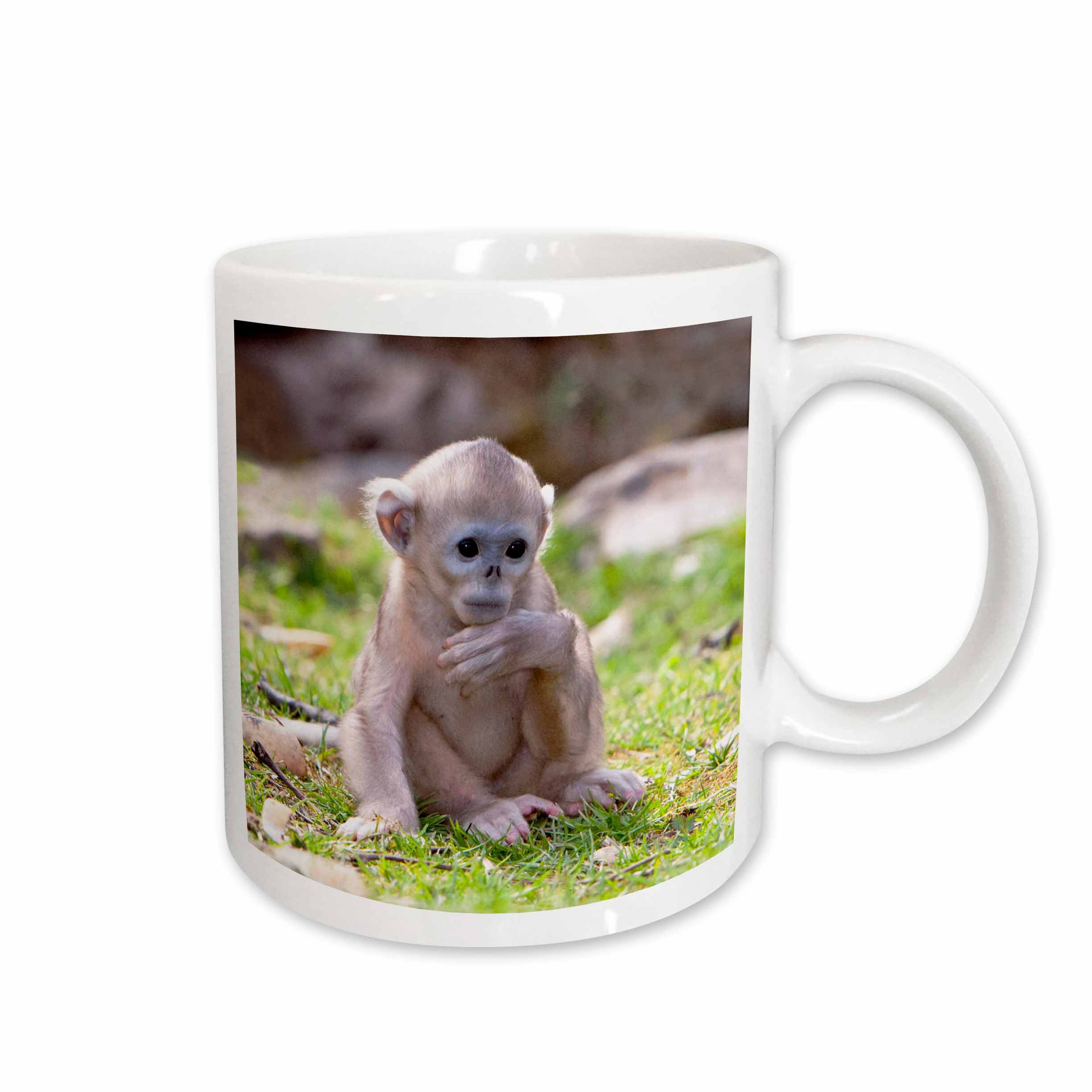 3drose, China, Qinling Mountains, Baby Golden Monkey - As07 Aga0016 ...