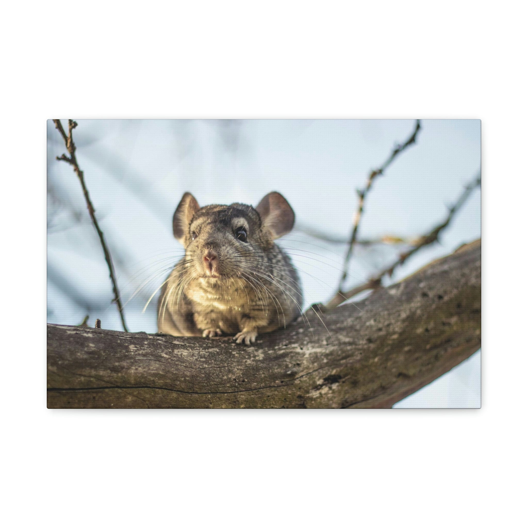 Chinchilla Hunting Chinchilla on Hunt Print Animal Wall Art Wildlife ...