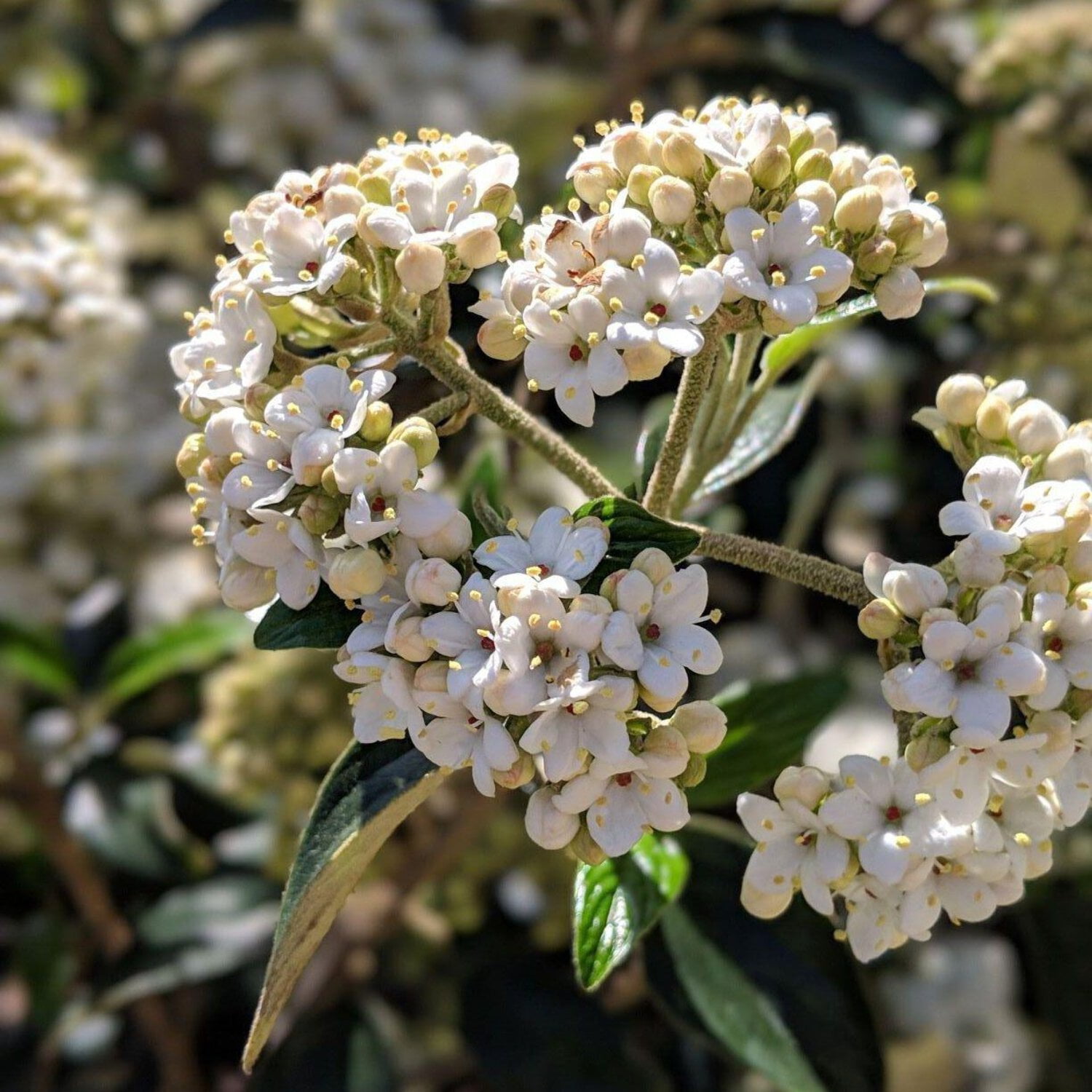 Chindo Sweet Viburnum - 3 Gallon Pot, Live Evergreen Shrub, Fragrant ...