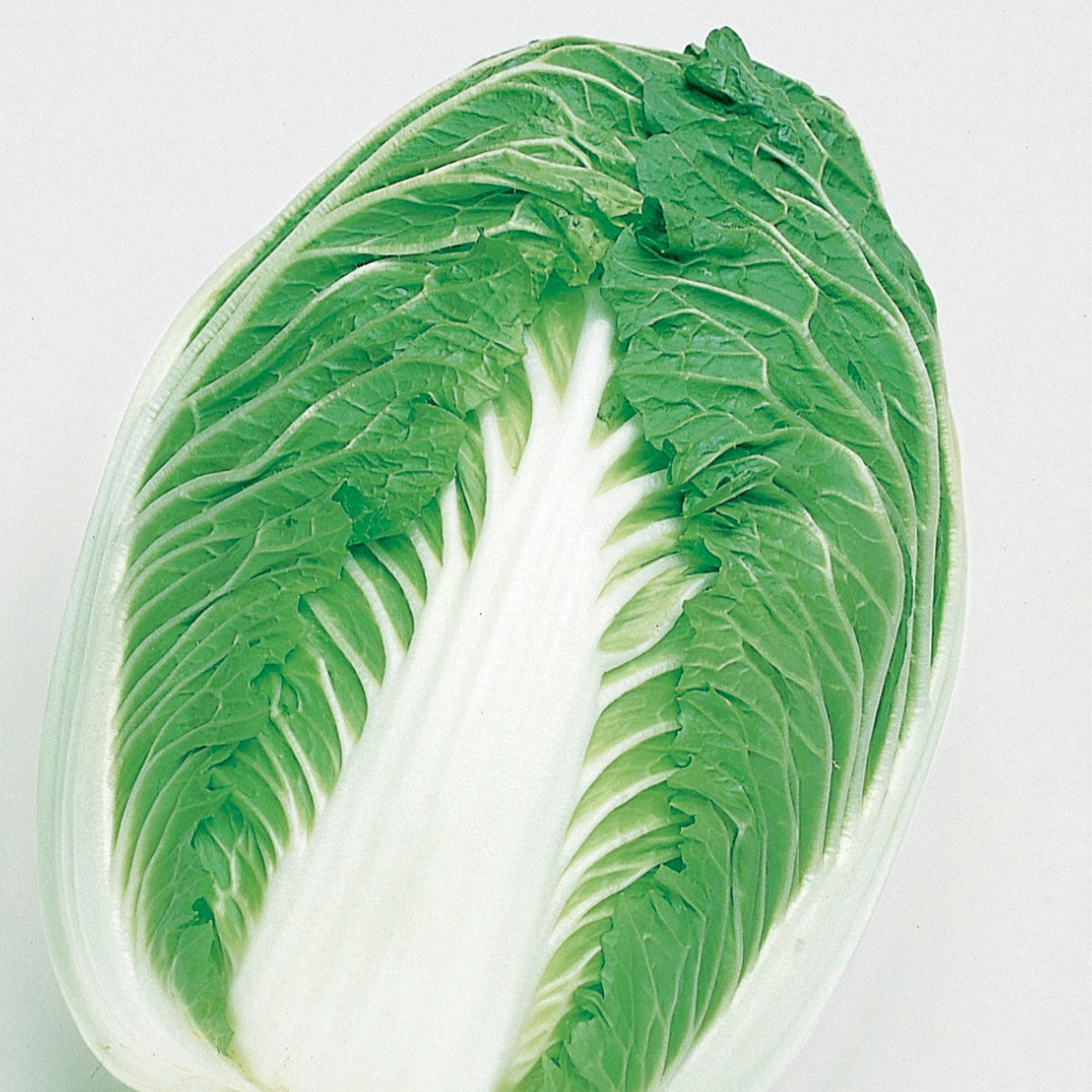 Chinese Cabbage Seeds - Blues - Hybrid - 1 g Packet ~100 Seeds - Non ...