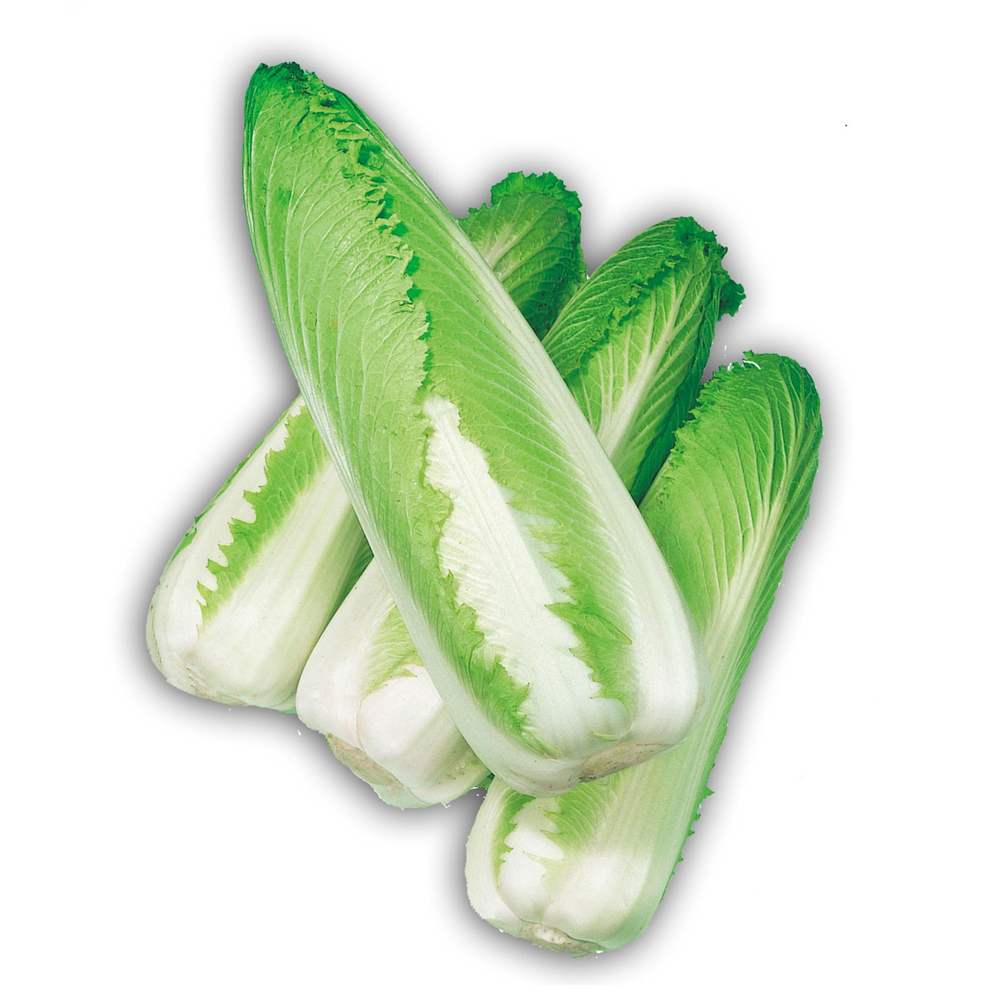 Chinese Cabbage Seeds - Green Rocket - Hybrid - 500 Mg Packet ~95 Seeds ...