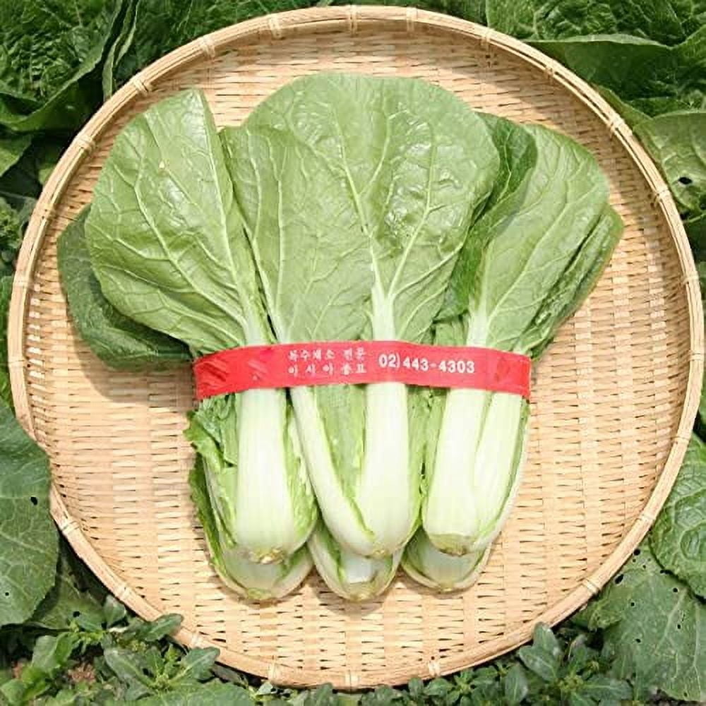 Chinese Cabbage Seeds - Mansu - Hybrid - 4 Oz ~30400 Seeds - Non-GMO ...
