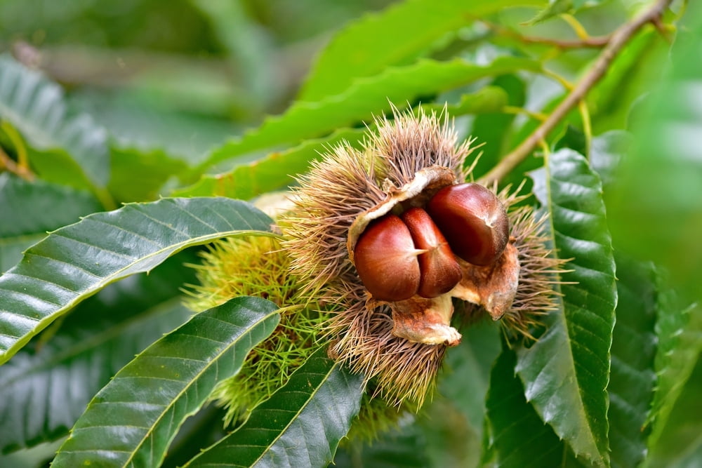 Chinese Chestnut Live Tree Seedling, Fruit Plant, Nut Seeds | No ...