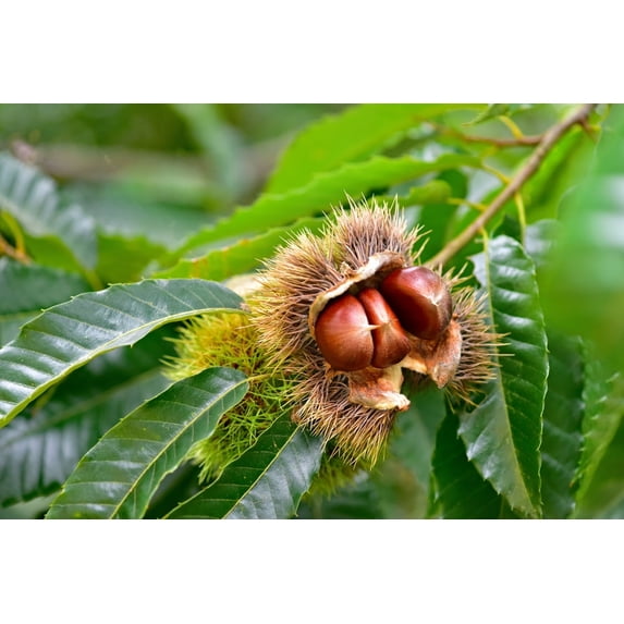 Chinese Chestnut Live Tree Seedling, Fruit Plant, Nut Seeds | No ...