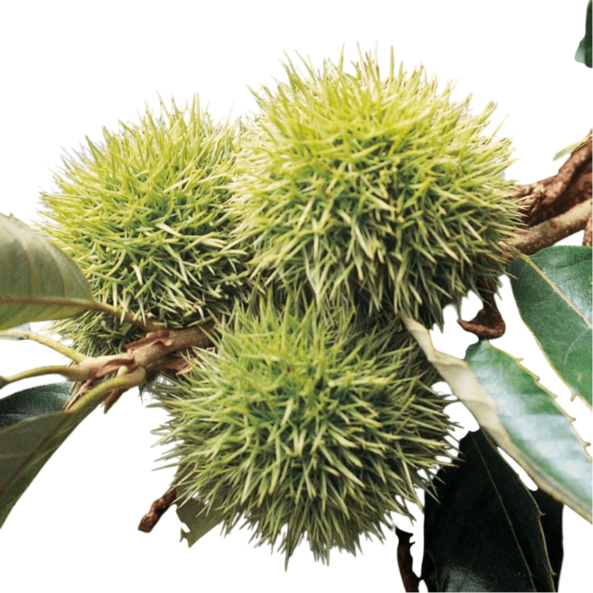 Chinese Chestnut Tree – 2 Gallon Potted Plant, Nut-Bearing Hardy ...