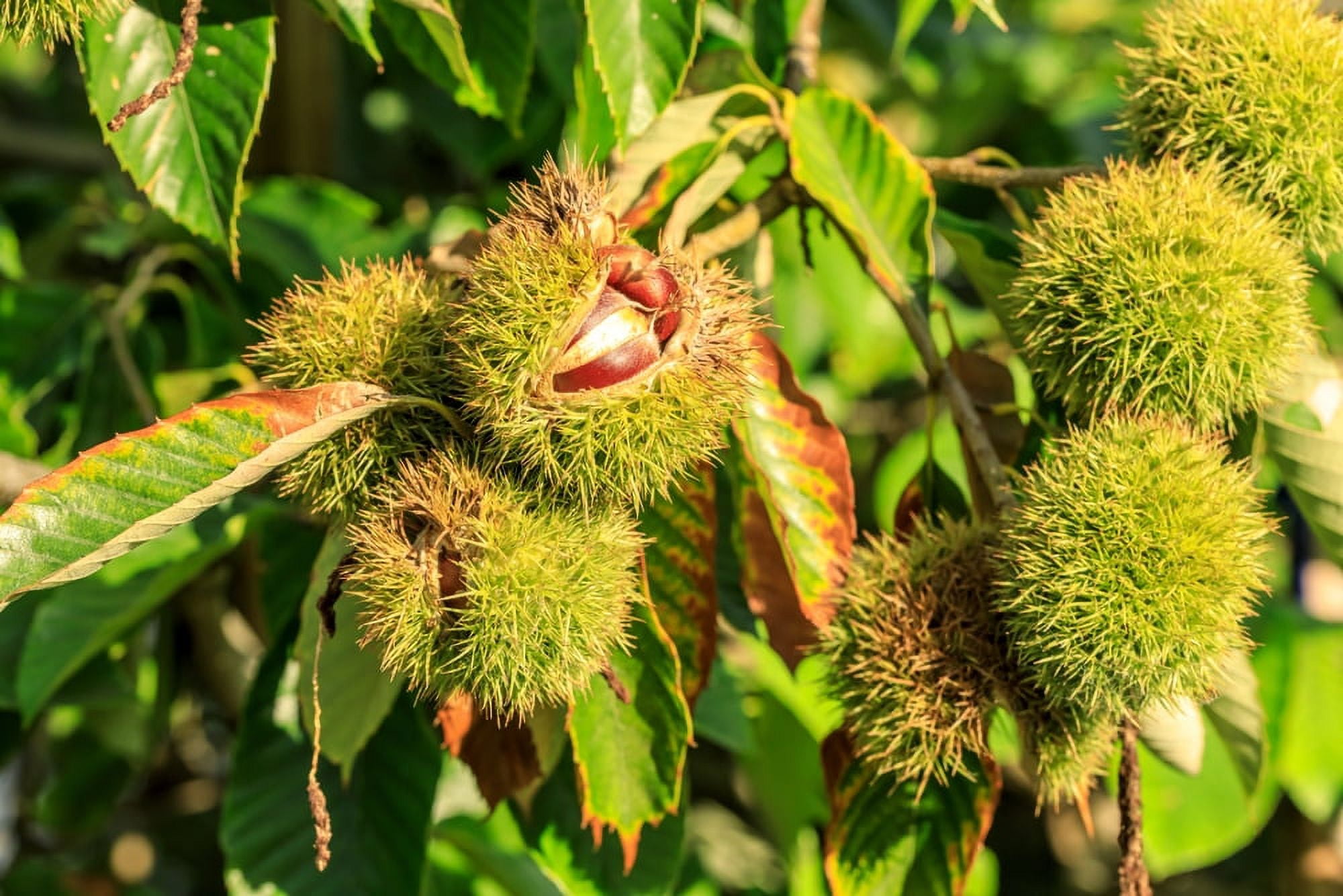 Chinese Chestnuts Tree Seeds for Planting - Best Trees for Deer ...