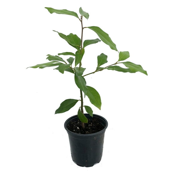 Chinese Cinnamon Tree - Cinnamomum cassia - Tropical/Patio/Indoors - 4 ...