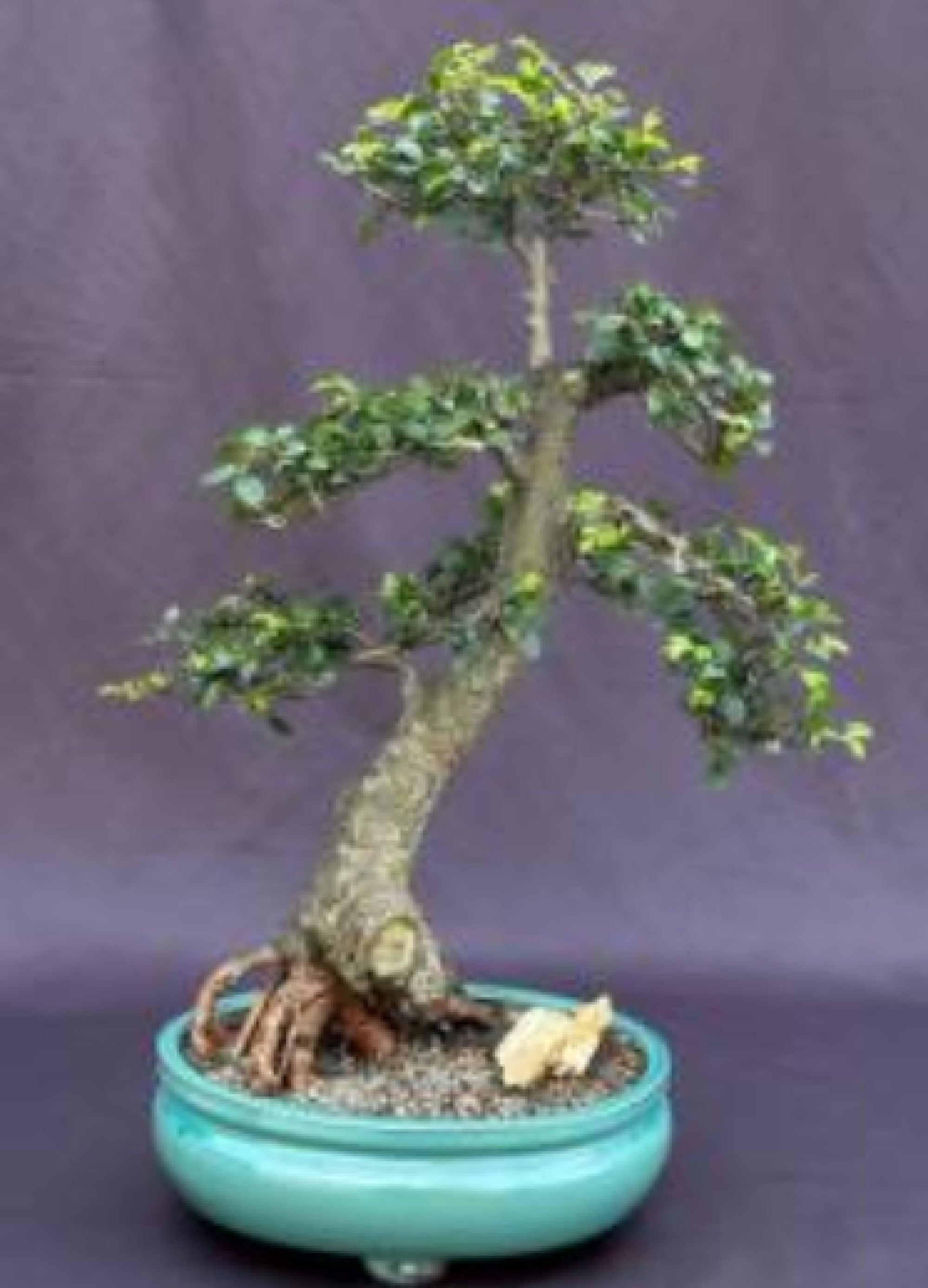 Chinese Elm Bonsai Tree Tiered Branching Style (ulmus parvifolia ...