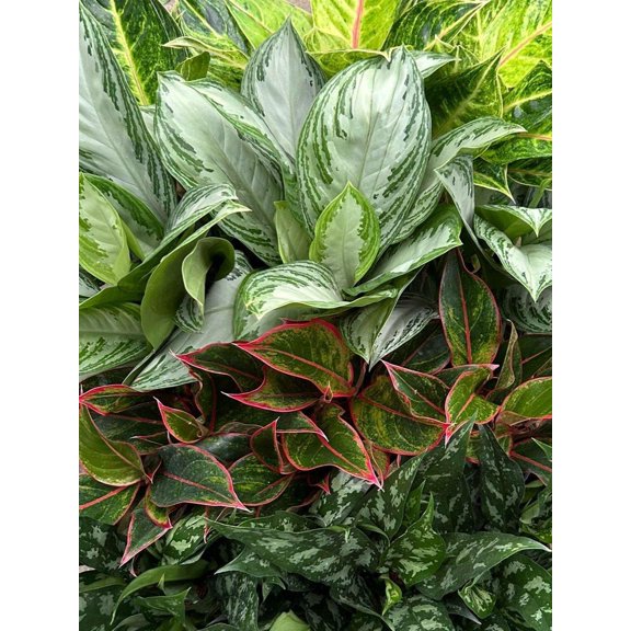 Chinese Evergreens Indoor Plants